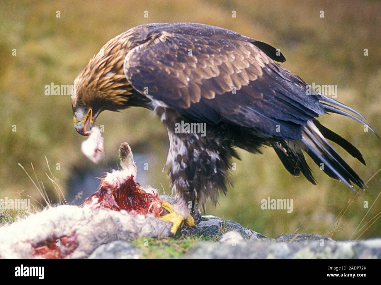 Golden Eagle Hunting Rabbit