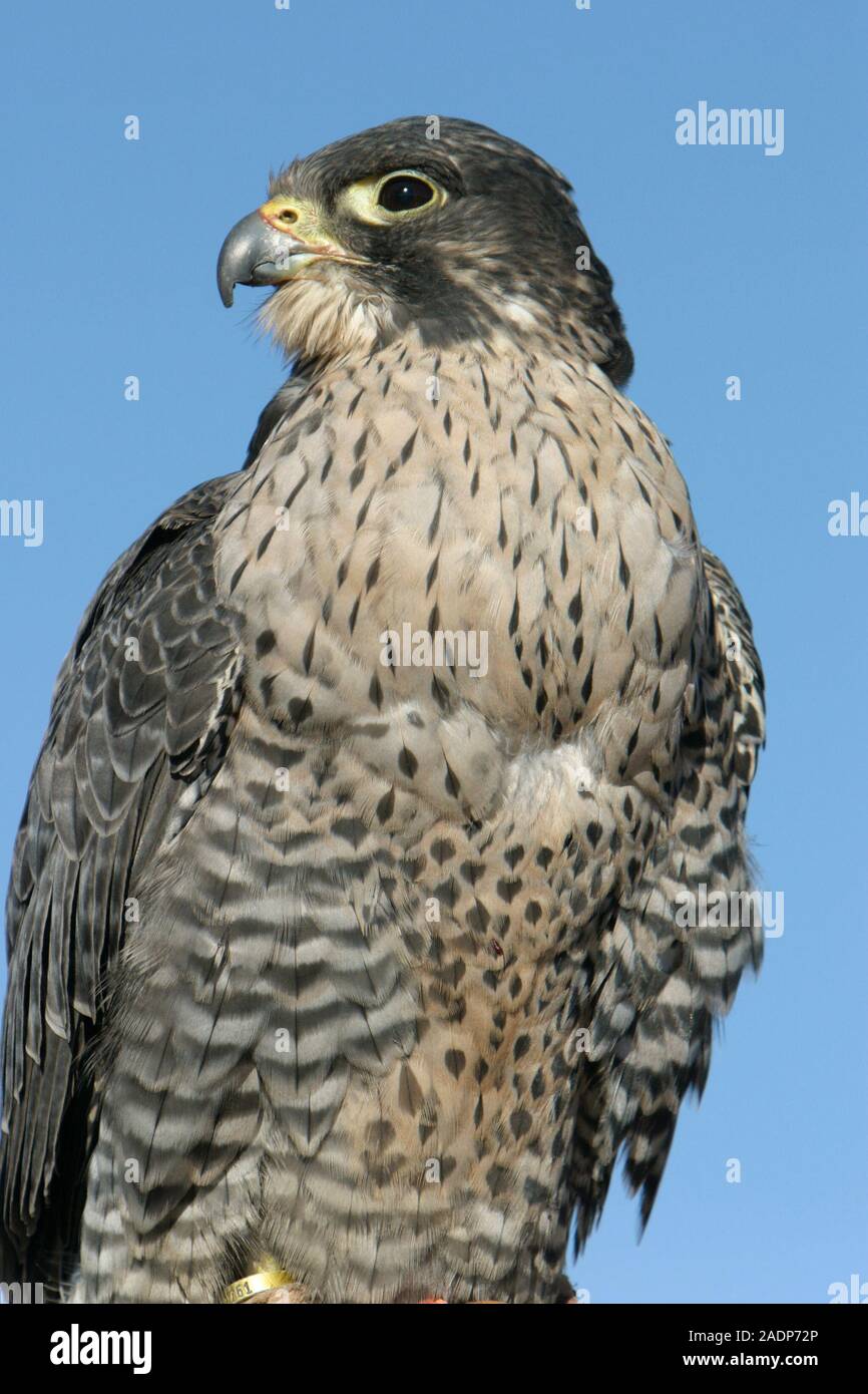 Captive gyr falcon x peregrine falcon hybrid (Falco rusticolus ...