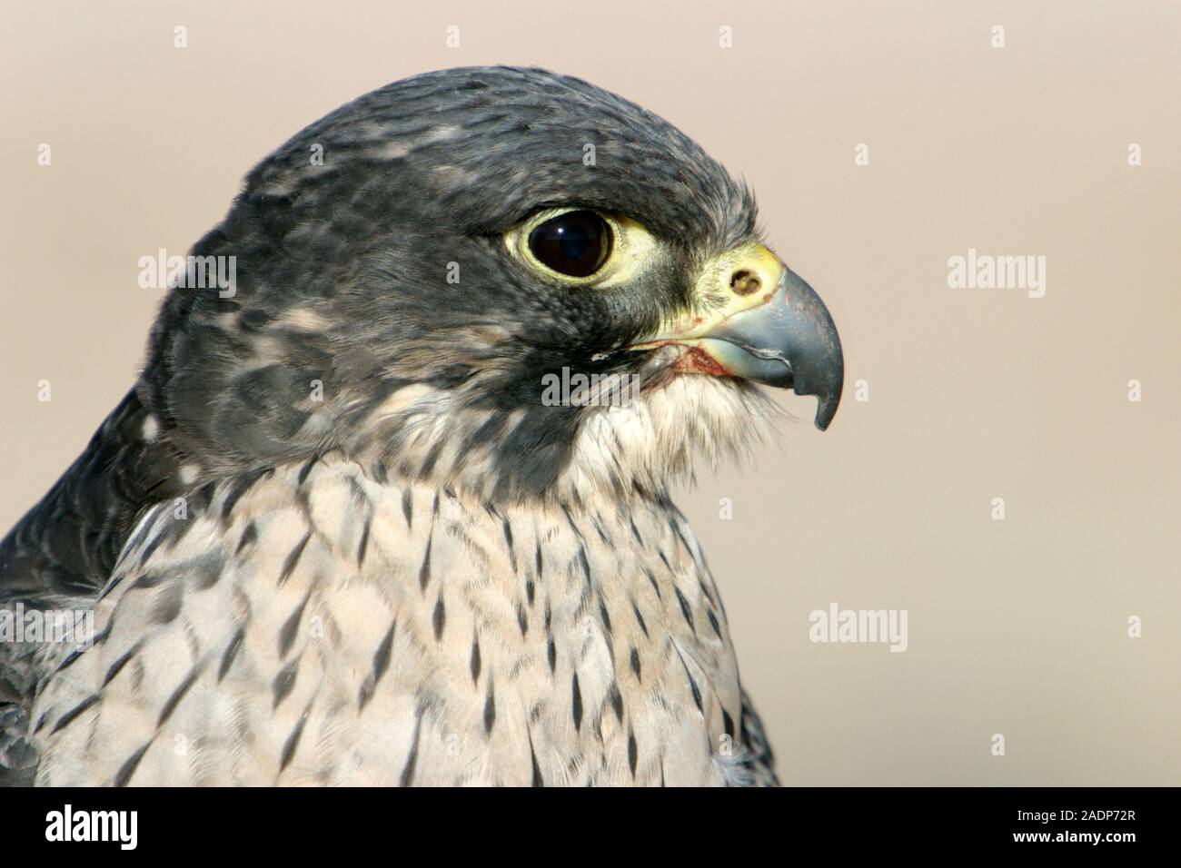 Captive gyr falcon x peregrine falcon hybrid (Falco rusticolus/peregrinus). There is blood ...