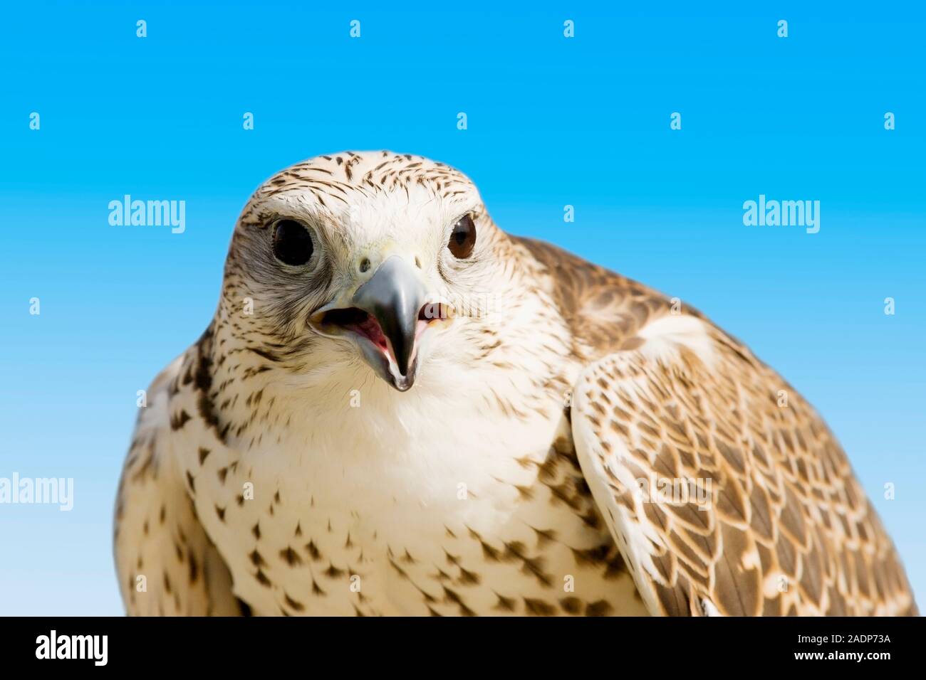 Female Arabian falcon (Falco sp.). The Arabs consider this raptor to be ...