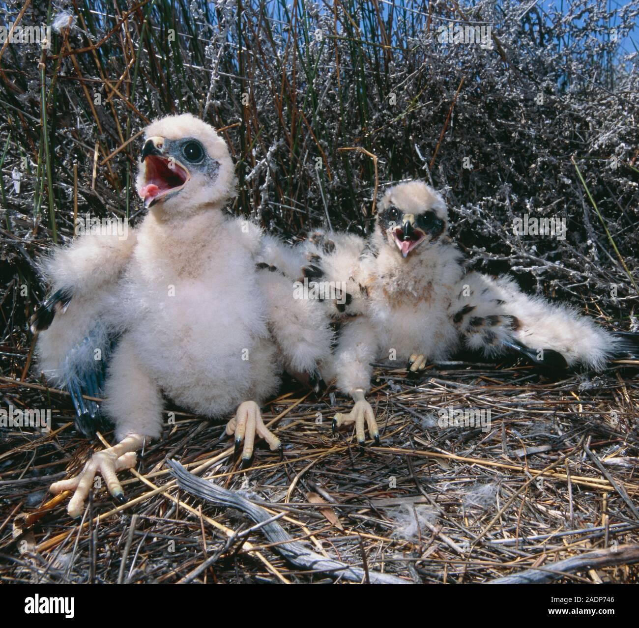 Black harrier chicks (Circus maurus) in a nest. This bird of prey is ...