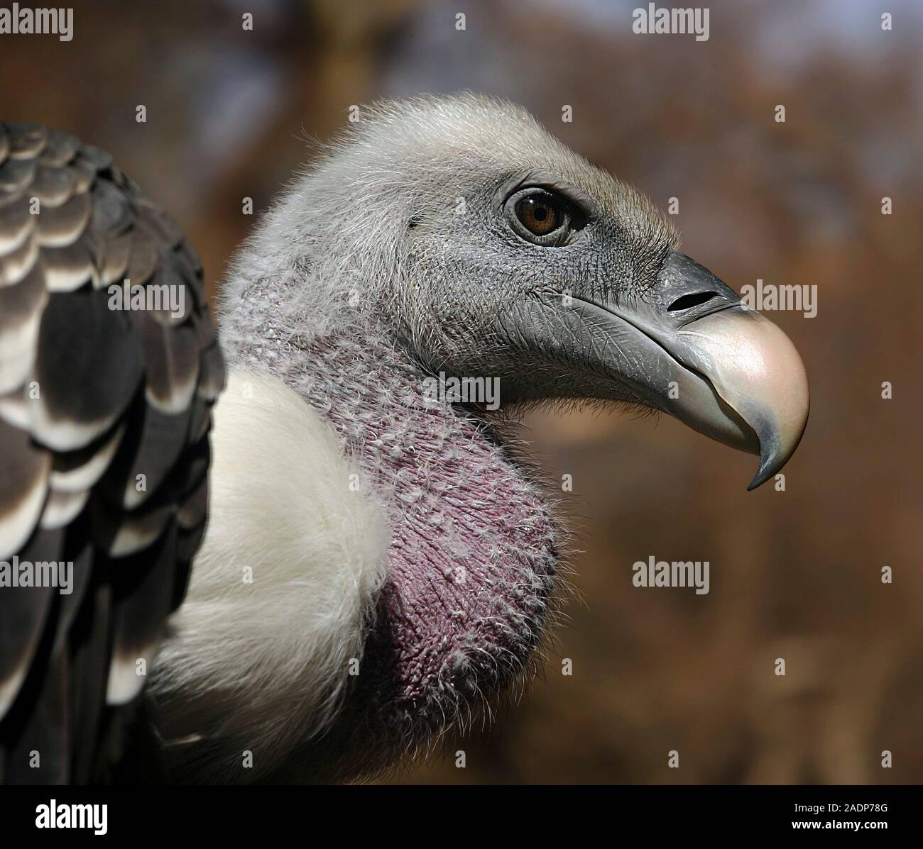 Ruppell's vulture (Gyps rueppellii). This large vulture inhabits arid ...