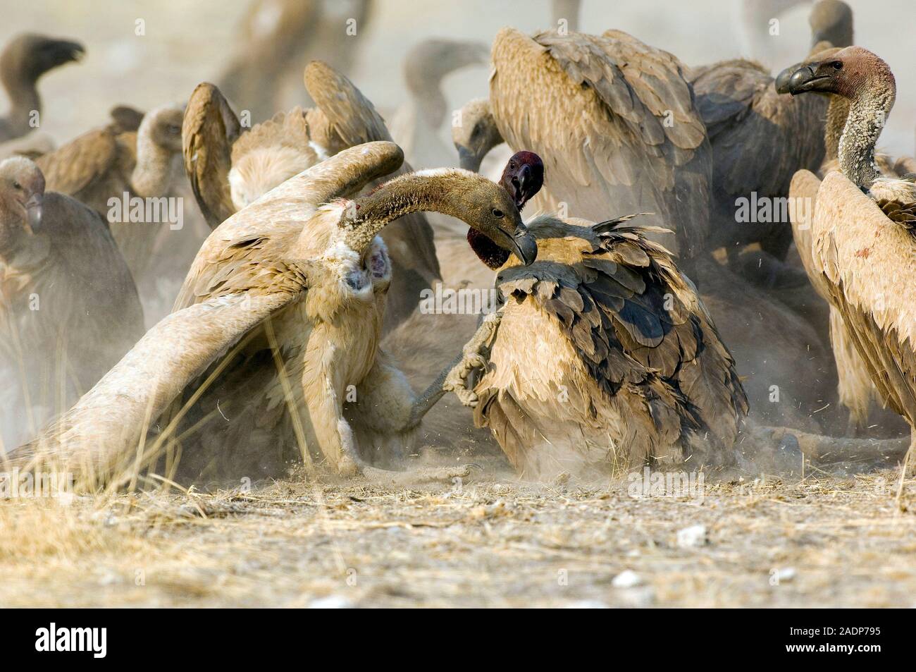 Cape vultures (Gyps coprotheres). These large vultures live in ...