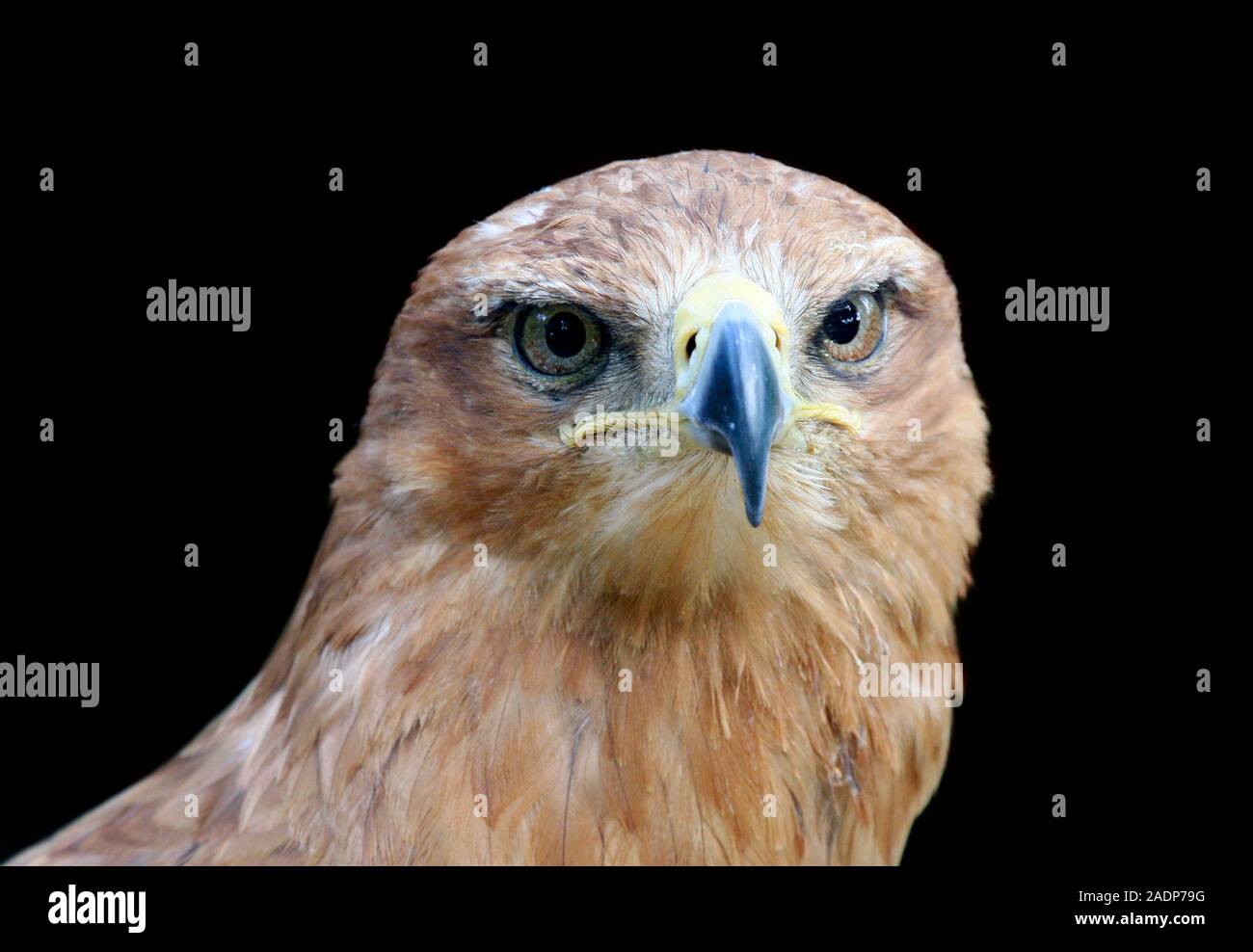 Tawny eagle (Aquila rapax rapax Stock Photo - Alamy