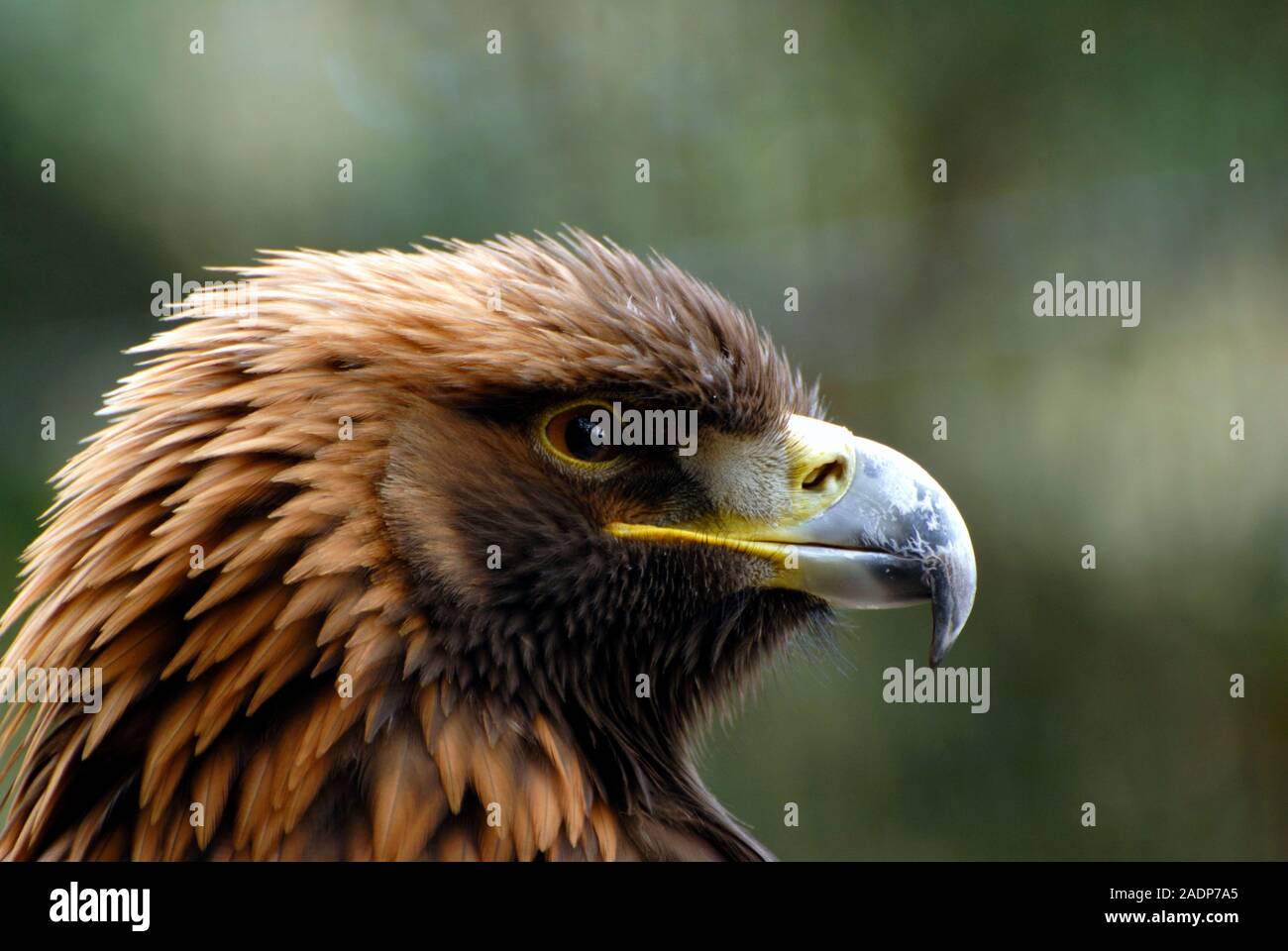 Female golden eagle (Aquila chrysaetos). Golden eagles inhabit ...