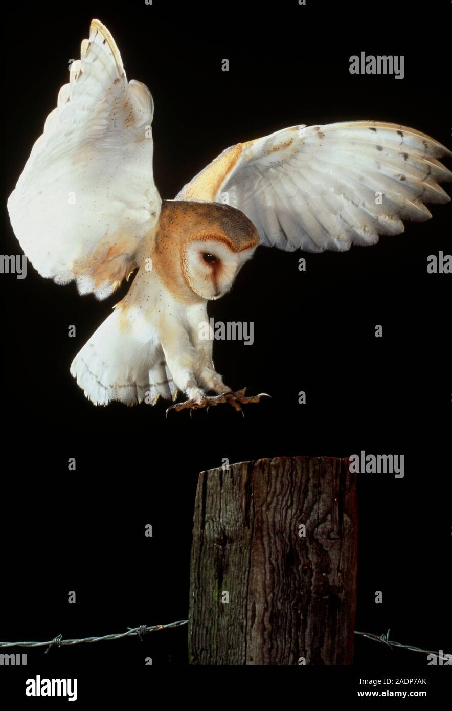 Barn owl. High-speed photograph of a European barn owl (Tyto alba ...