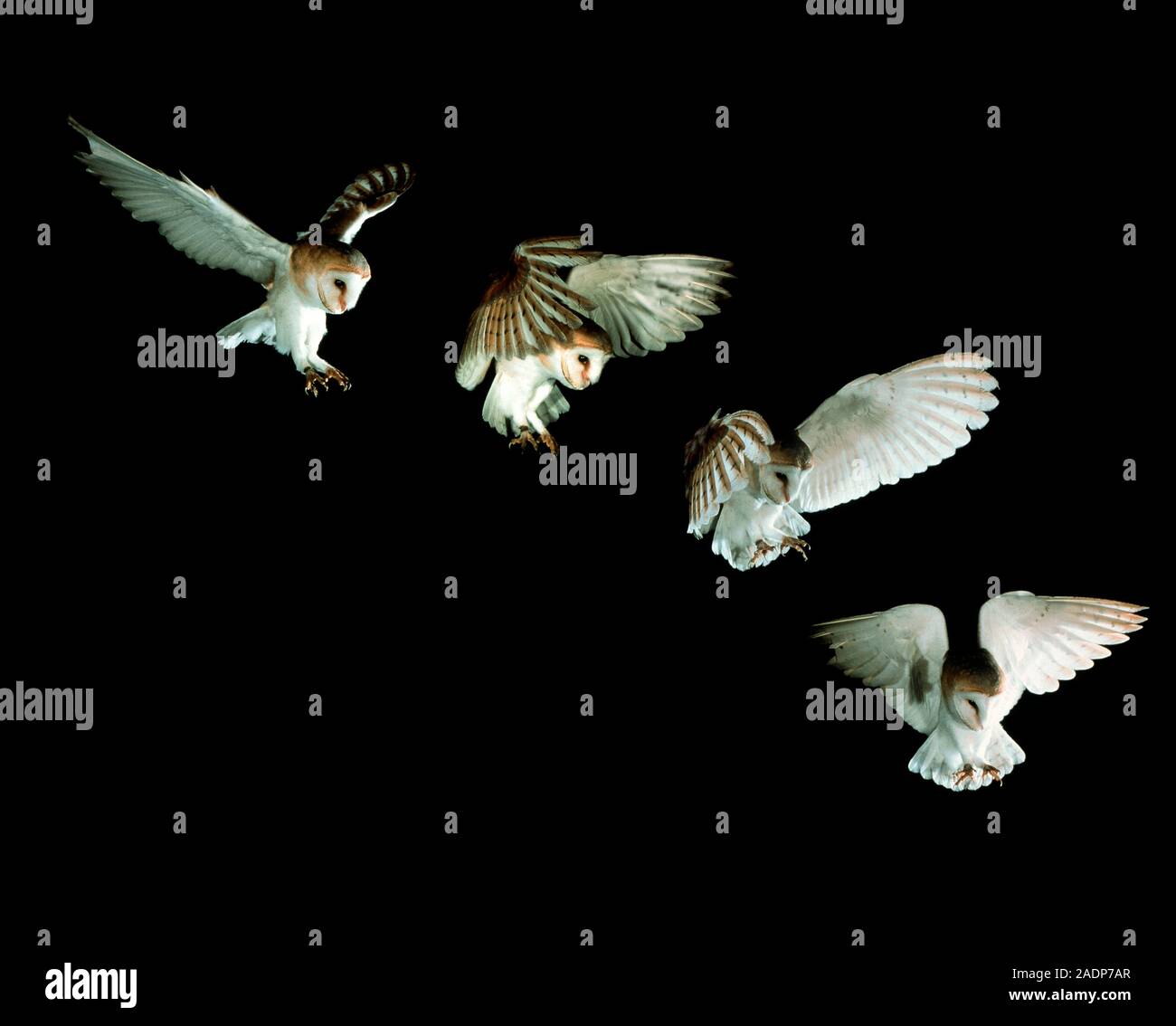 Barn owl. Composite image of high-speed photographs of a European barn ...