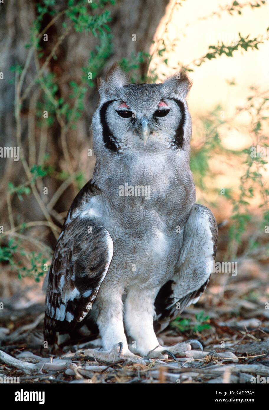 Milky eagle owl or Verreaux's eagle owl (Bubo lacteus), standing on the ...