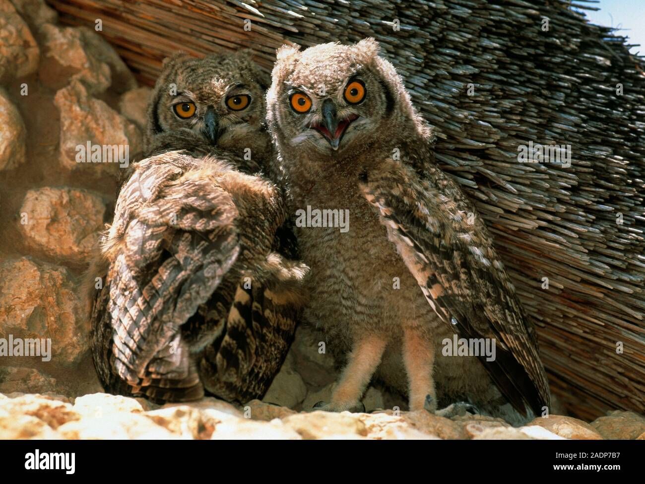 Spotted eagle owls. Juvenile spotted eagle owls (Bubo africanus). These ...