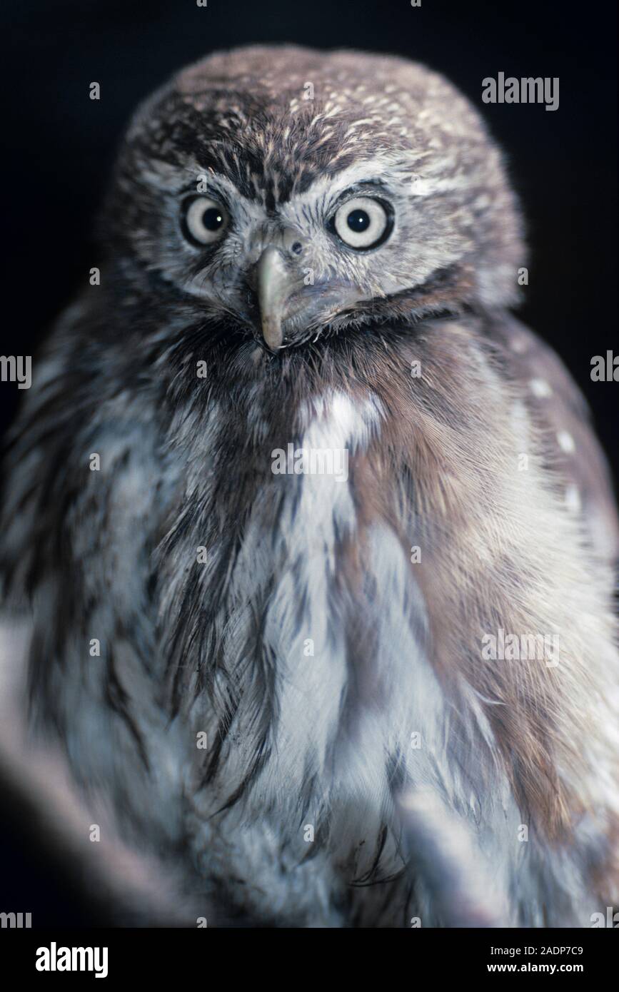 Pygmy owl (Glaucidium gnoma). This owl is found in western North ...