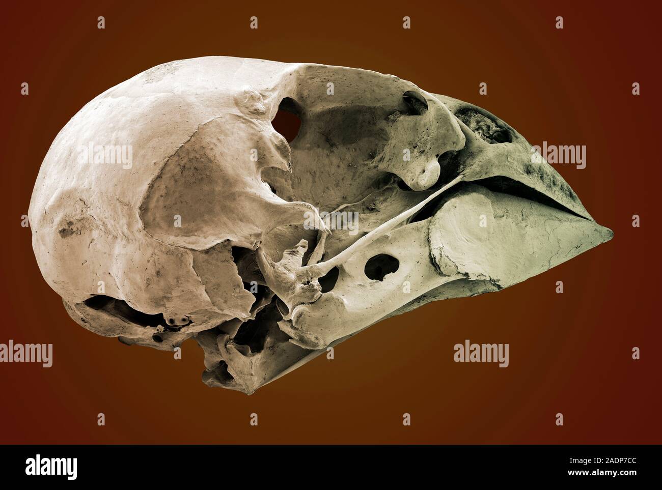 Striated finch skull. Coloured scanning electron micrograph (SEM) of ...