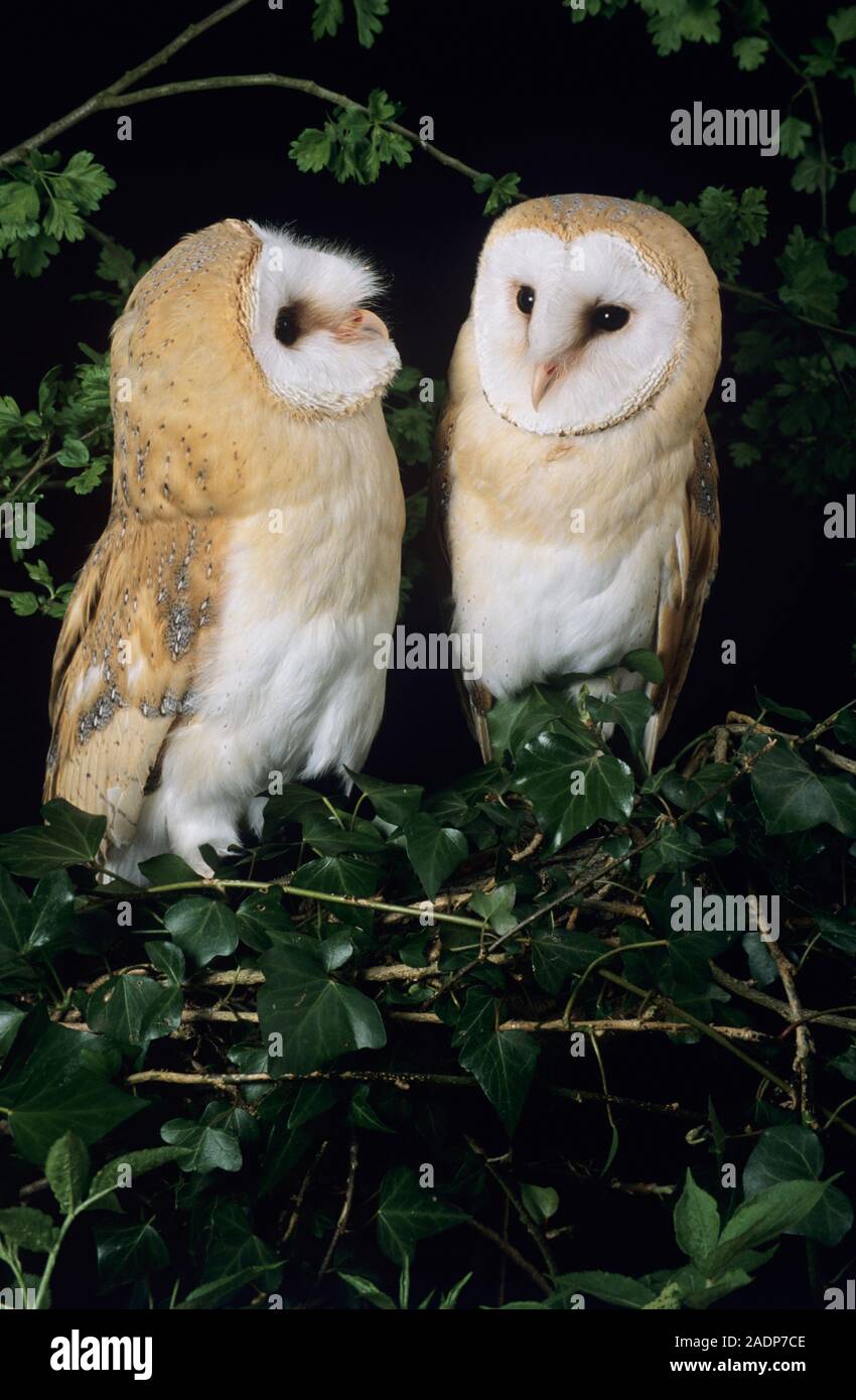 Barn owls. Two barn owls (Tyto alba) sitting on a branch. These birds ...