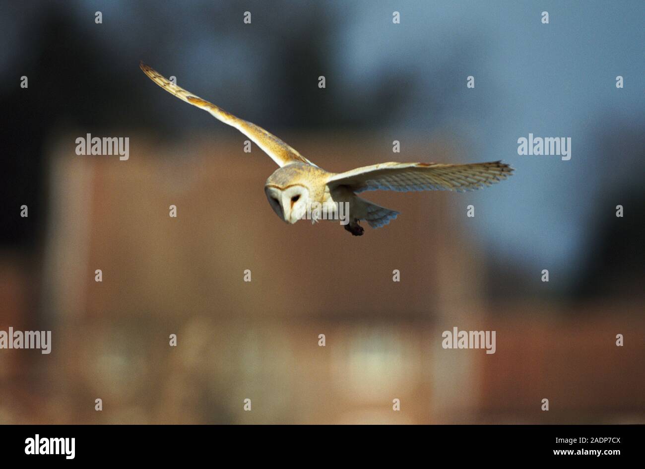 Barn owl (Tyto alba) hunting near buildings Stock Photo - Alamy