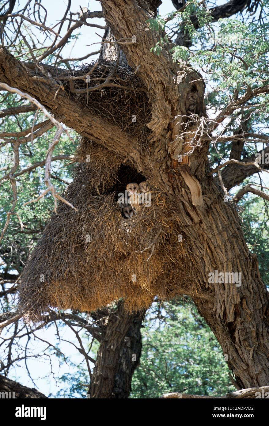 Barn owls (Tyto alba) sitting in a sociable weaver nest. These birds ...