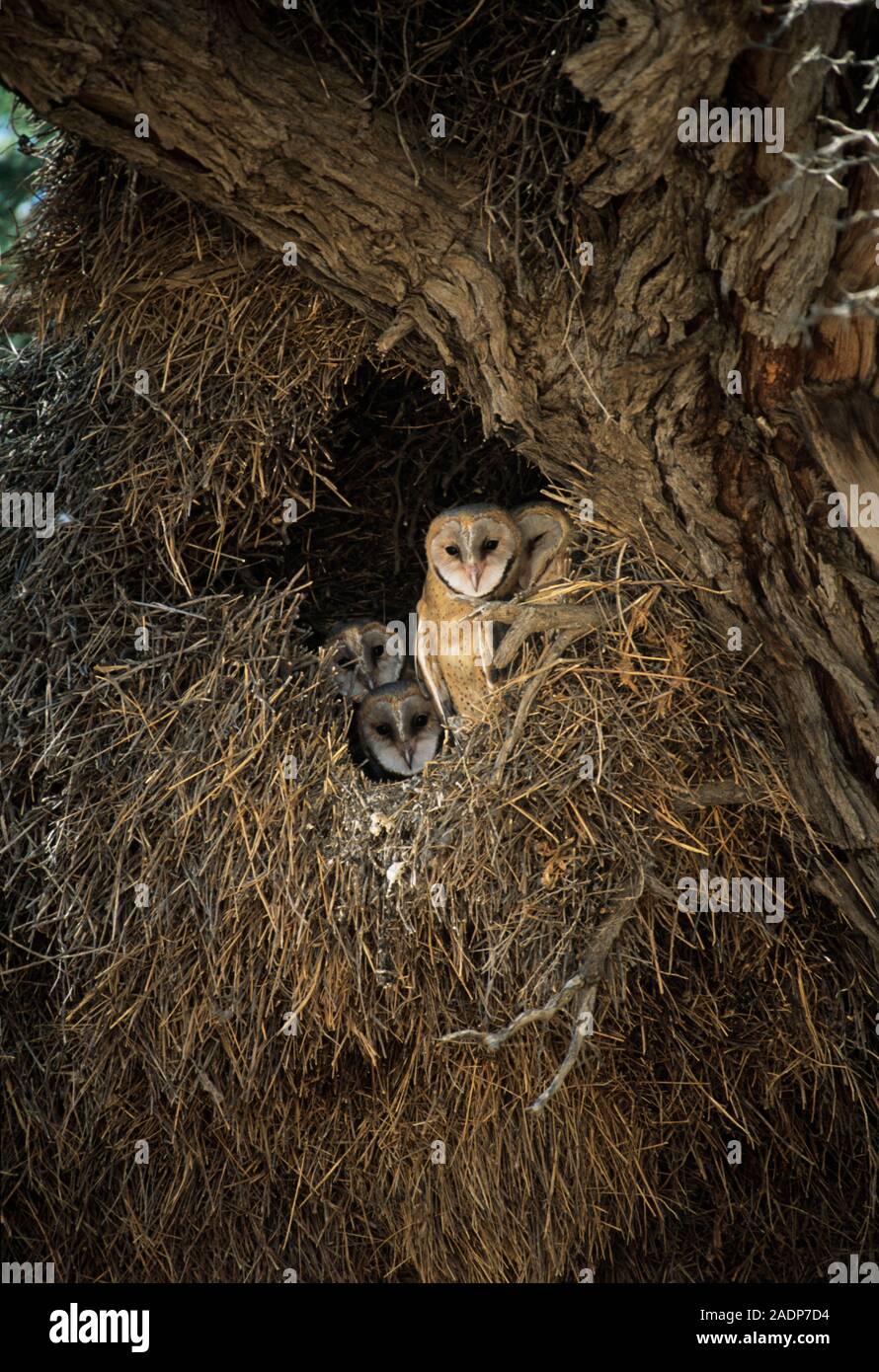 Barn owls (Tyto alba) sitting in a sociable weaver nest. These birds ...