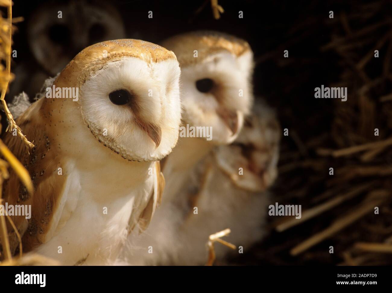 Young barn owls (Tyto alba) huddled in a nest Stock Photo - Alamy