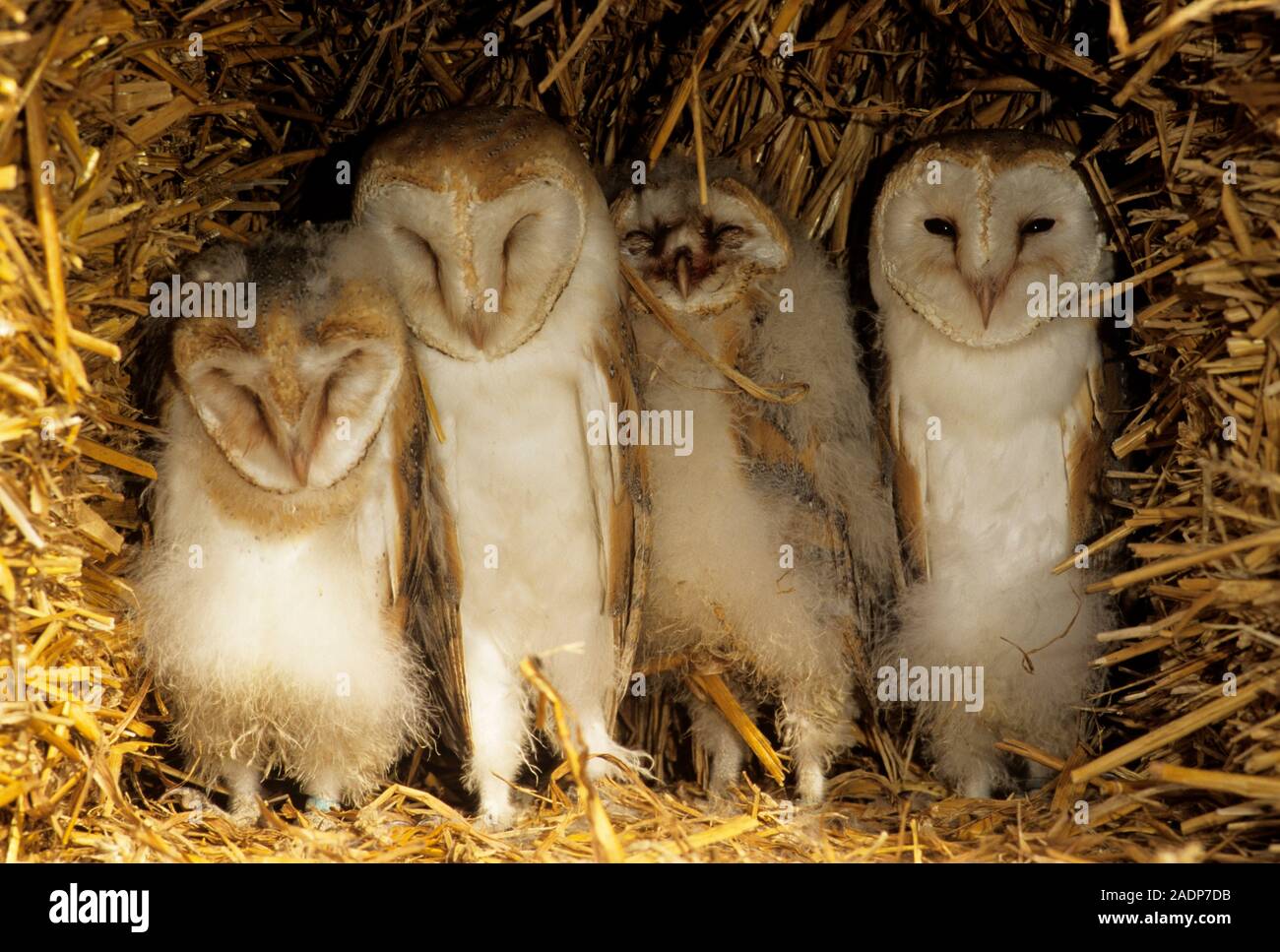 Young barn owls (Tyto alba) huddled in a nest Stock Photo - Alamy
