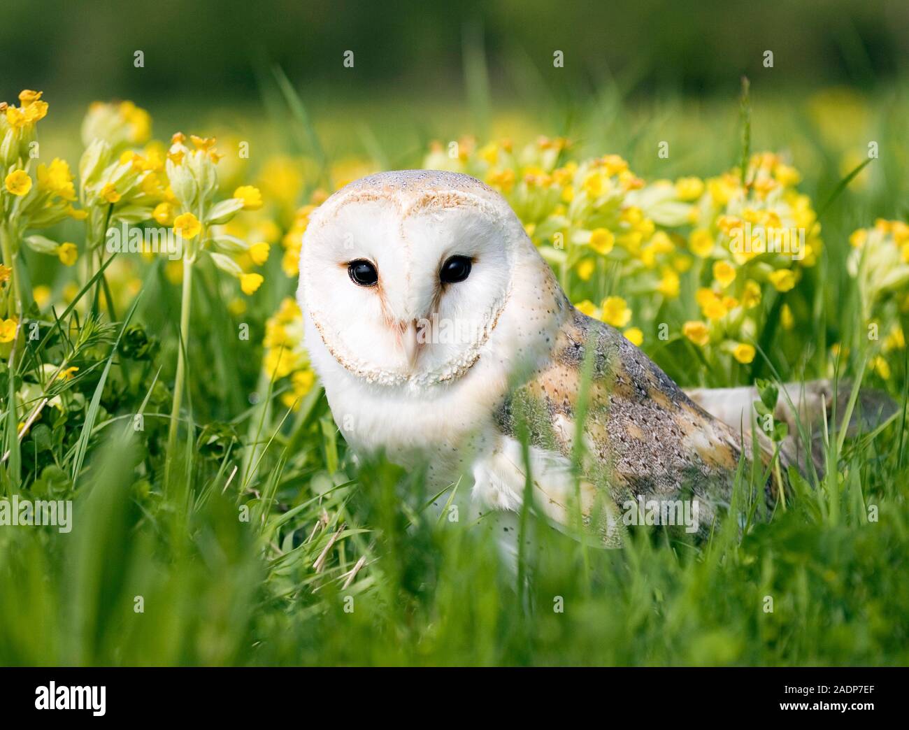 Barn owl (Tyto alba) in a field of cowslips. Barn owls are found in ...