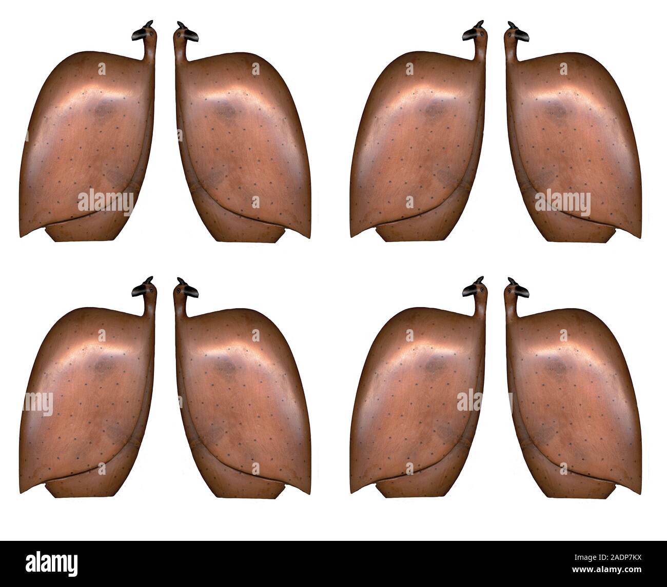 Guinea fowl. Artwork of 8 guinea fowl (family Numididae Stock Photo - Alamy