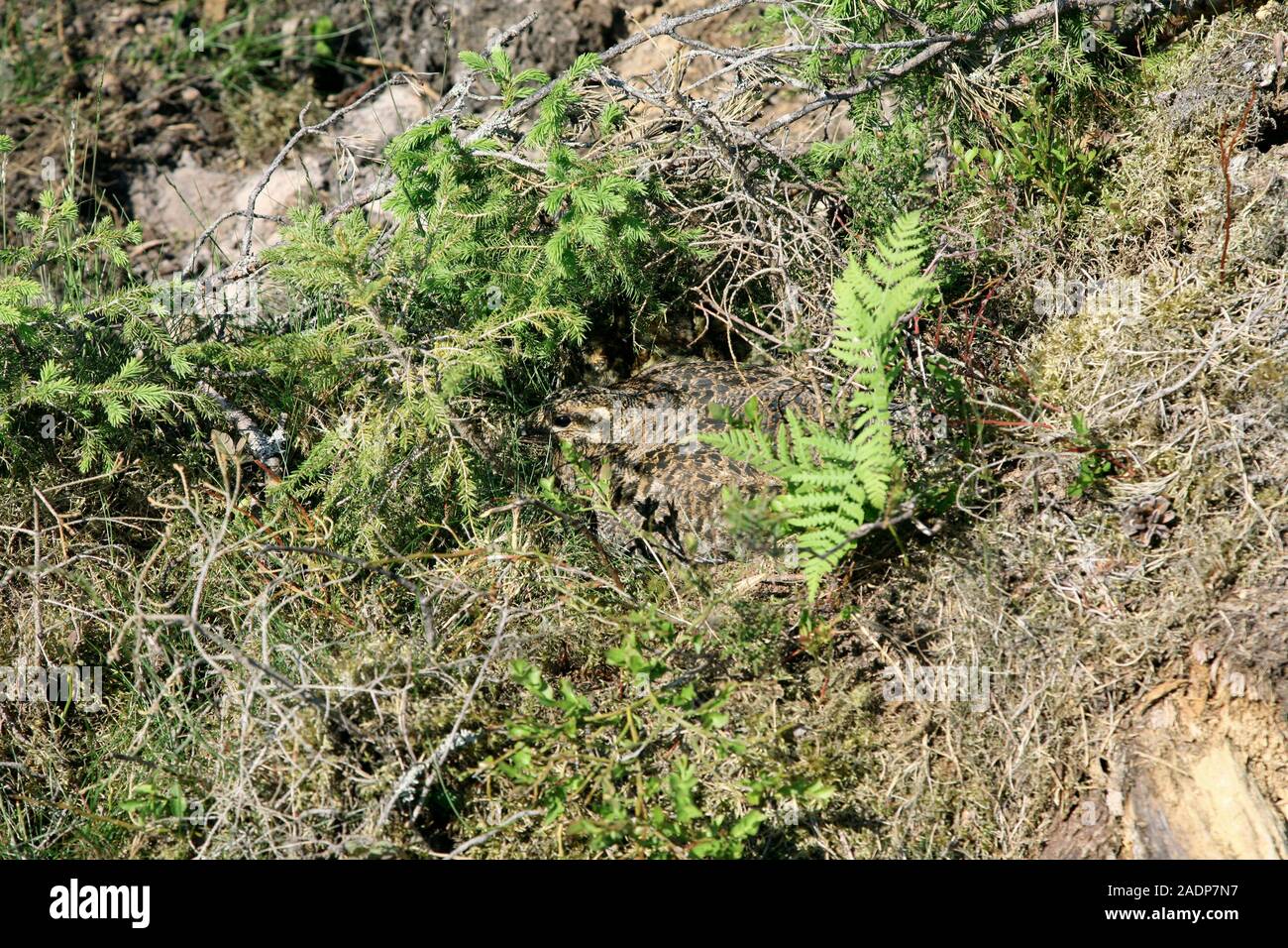 Black grouse hen (Tetrao tetrix) hiding in foliage Stock Photo - Alamy