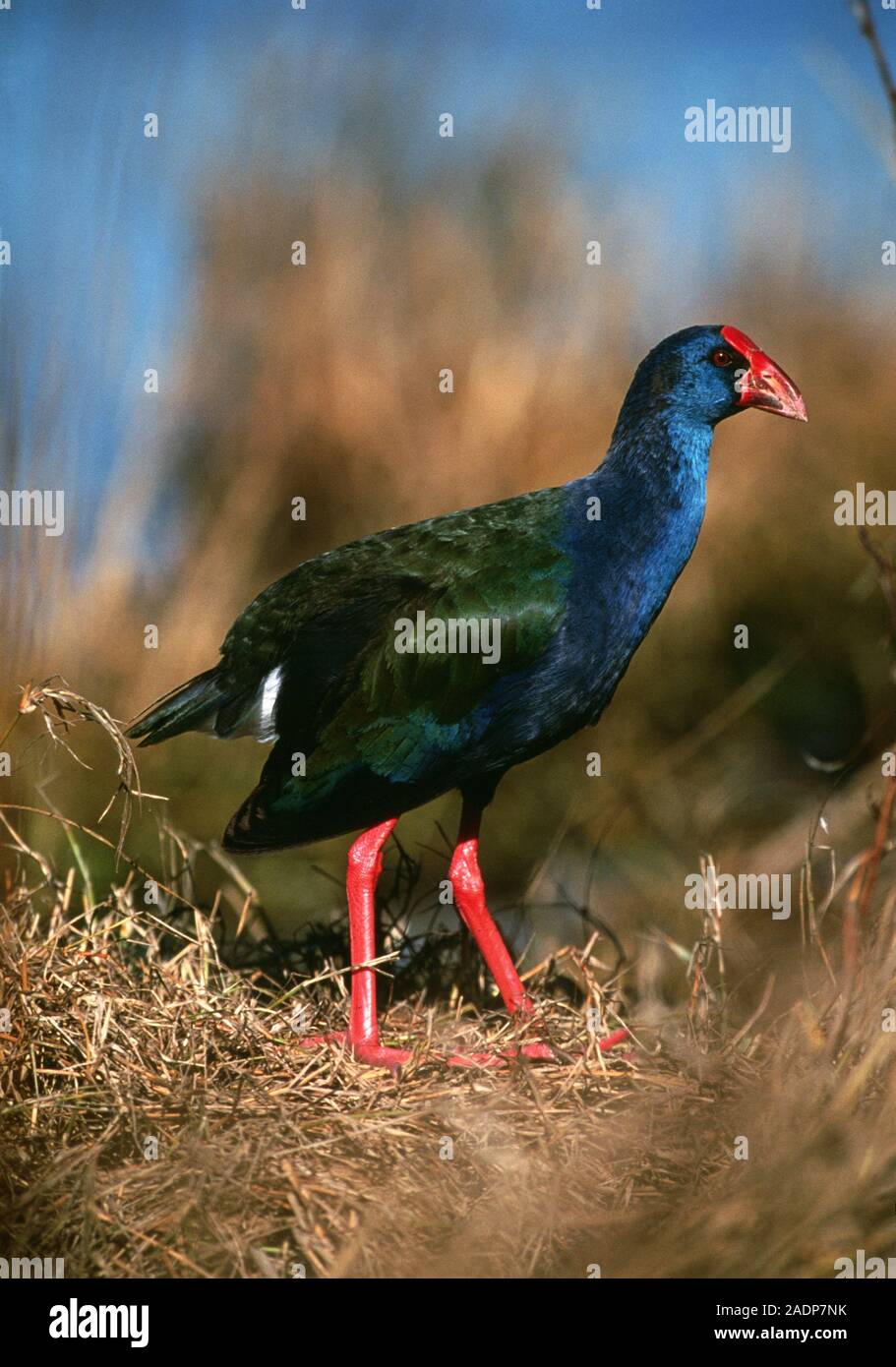 Purple coot (Porphyrio sp.). Members of this group have purple-blue ...