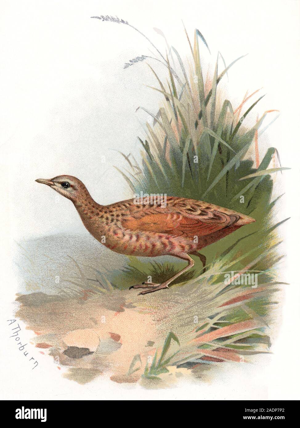 Corncrake. Historical artwork of a corncrake, or landrail (Crex crex ...