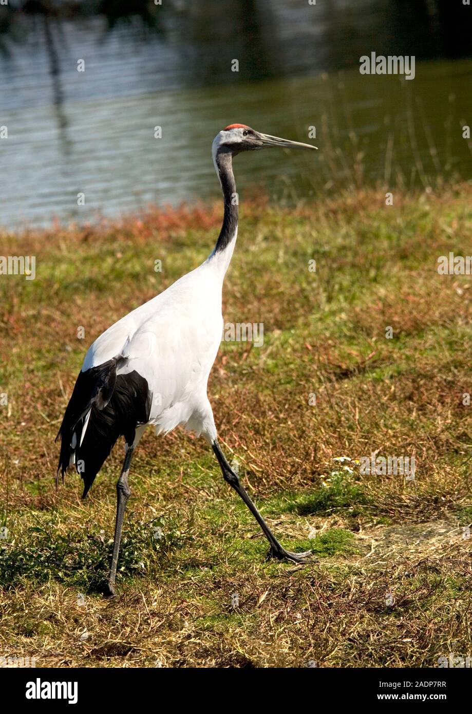 Japanese crane (Grus japonensis). This large bird, also known as the ...