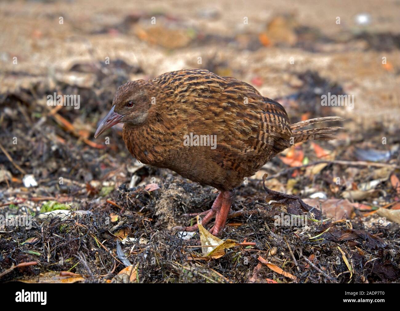 Weka (Gallirallus australis). This bird is flightless and endemic to ...