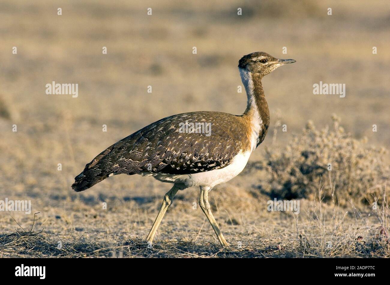 Ludwig's bustard (Ardeotis kori). This bird is omnivorous, feeding on ...