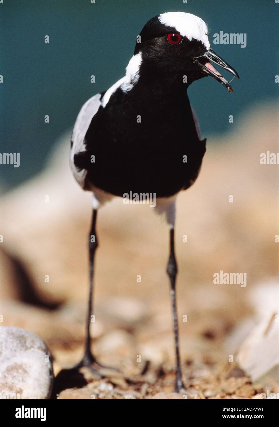 Blacksmith plover (Anitibyx or Vanellus armatus). This bird's common ...