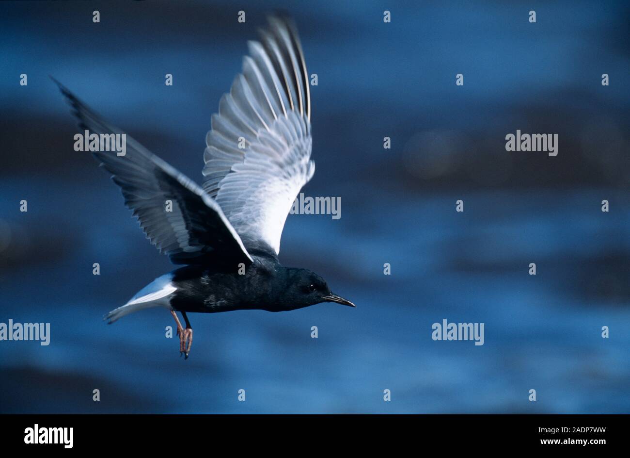 White-winged tern (Chlidonias leucopterus) in flight. This tern is ...