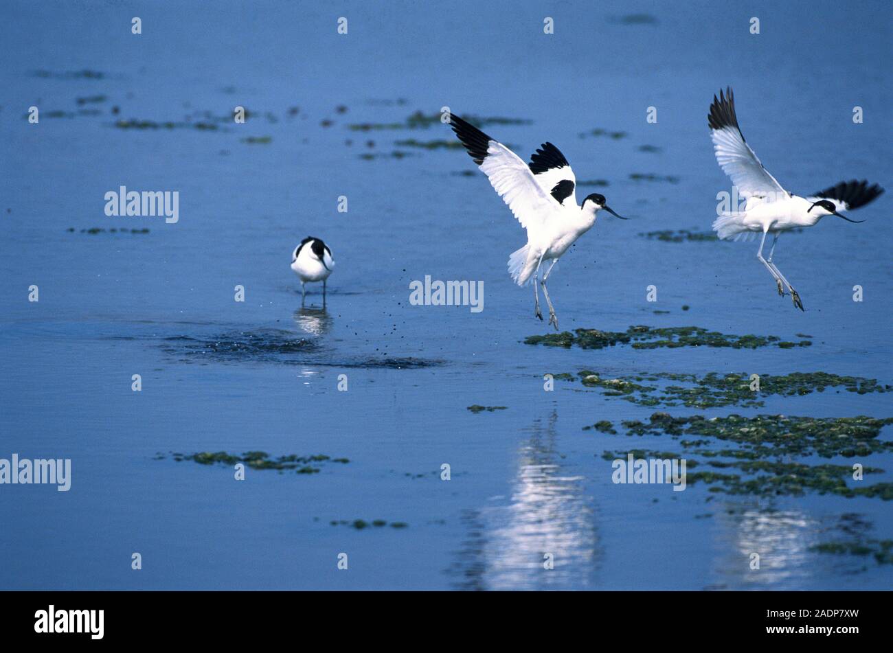 Avocets. Two avocets (Recurvirostra avosetta) landing in water Stock ...