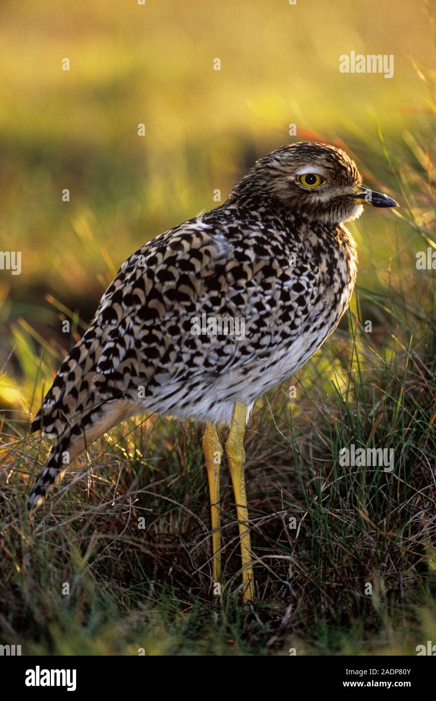 Spotted dikkop or Cape thick-knee (Burhinus capensis). This is a ground ...