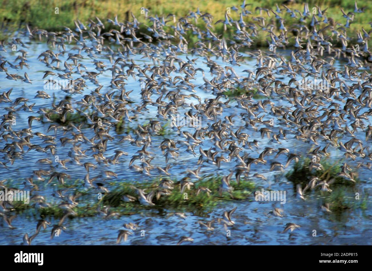 Western sandpipers (Calidris mauri) in flight over water in a saltmarsh ...