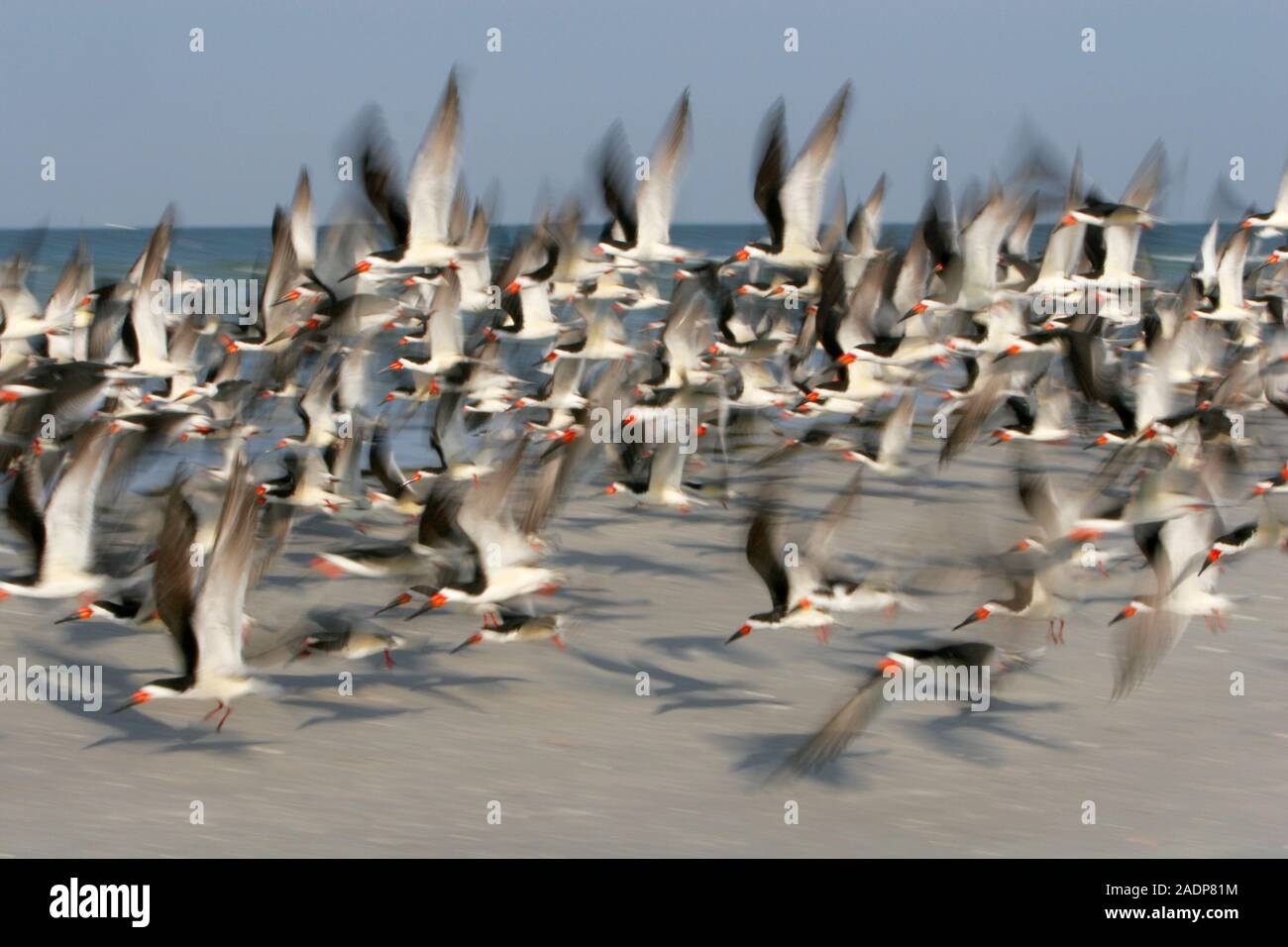 Flock of black skimmers (Rhynchops niger) in flight. This seabird ...