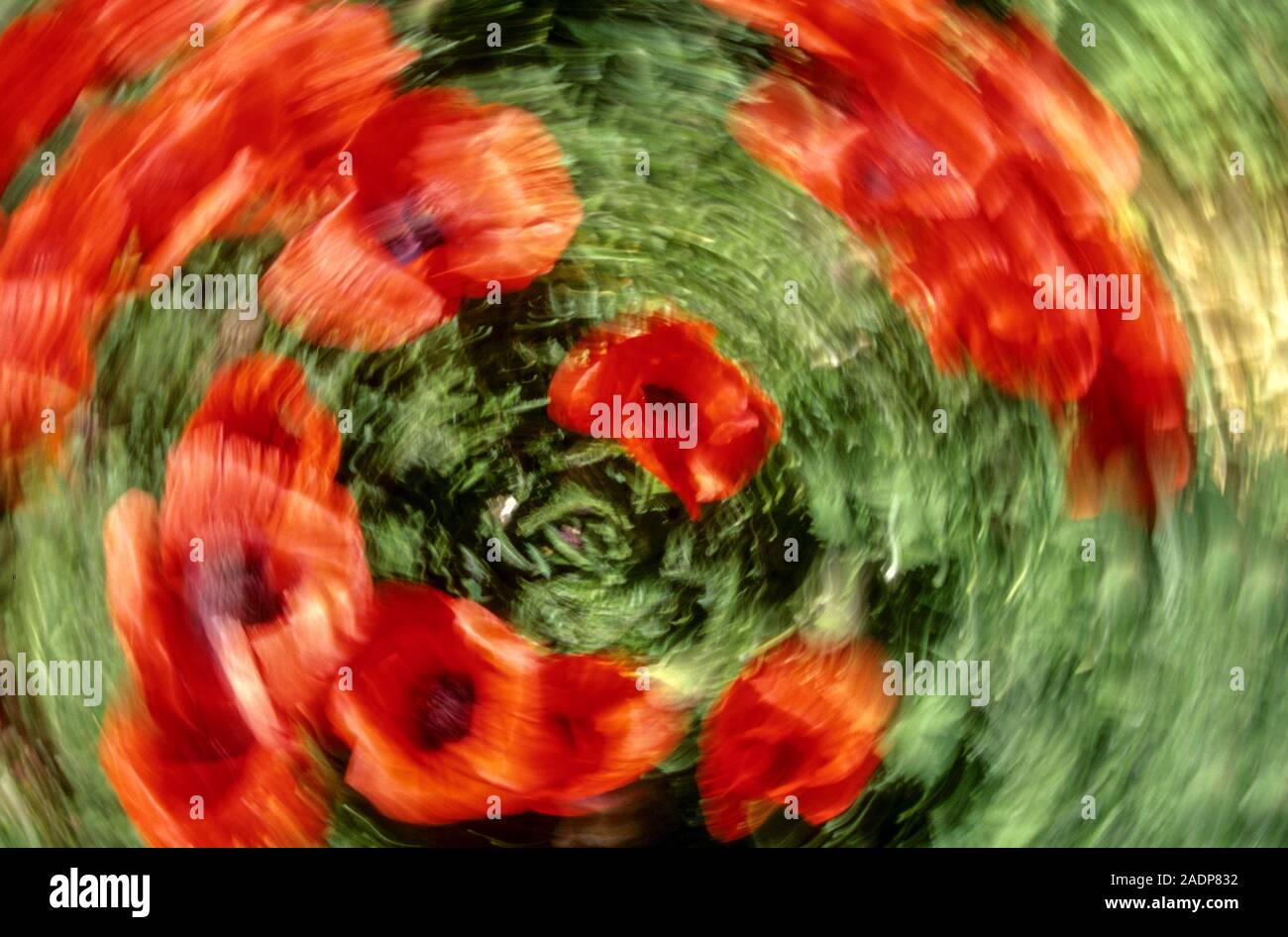 Russian poppy field hi-res stock photography and images - Alamy