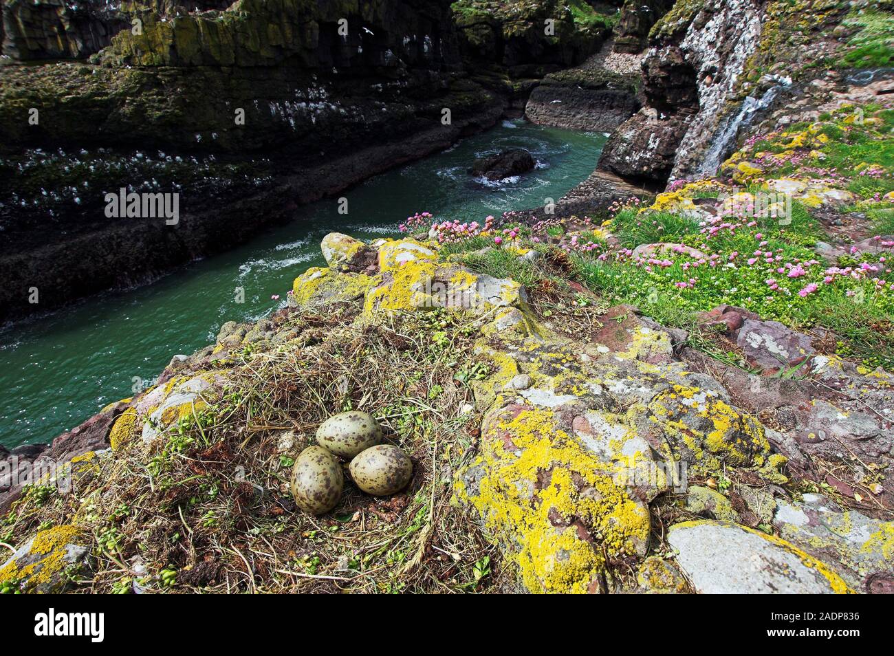 Herring gull eggs (Larus argentatus) in a nest on a clifftop. The pink ...