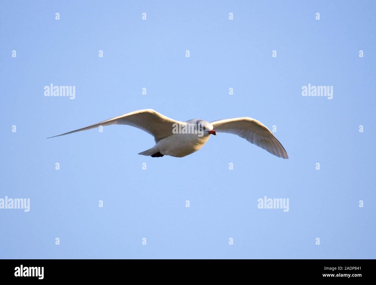 Mediterranean gull (Larus melanocephalus) in flight. This gull is 36-38 ...