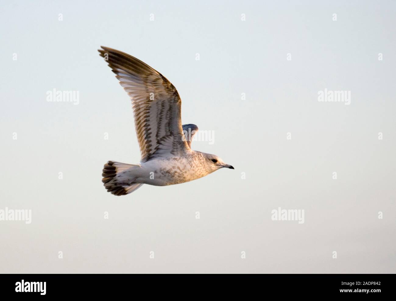 Juvenile common gull (Larus canus) in flight. This gull breeds in North ...