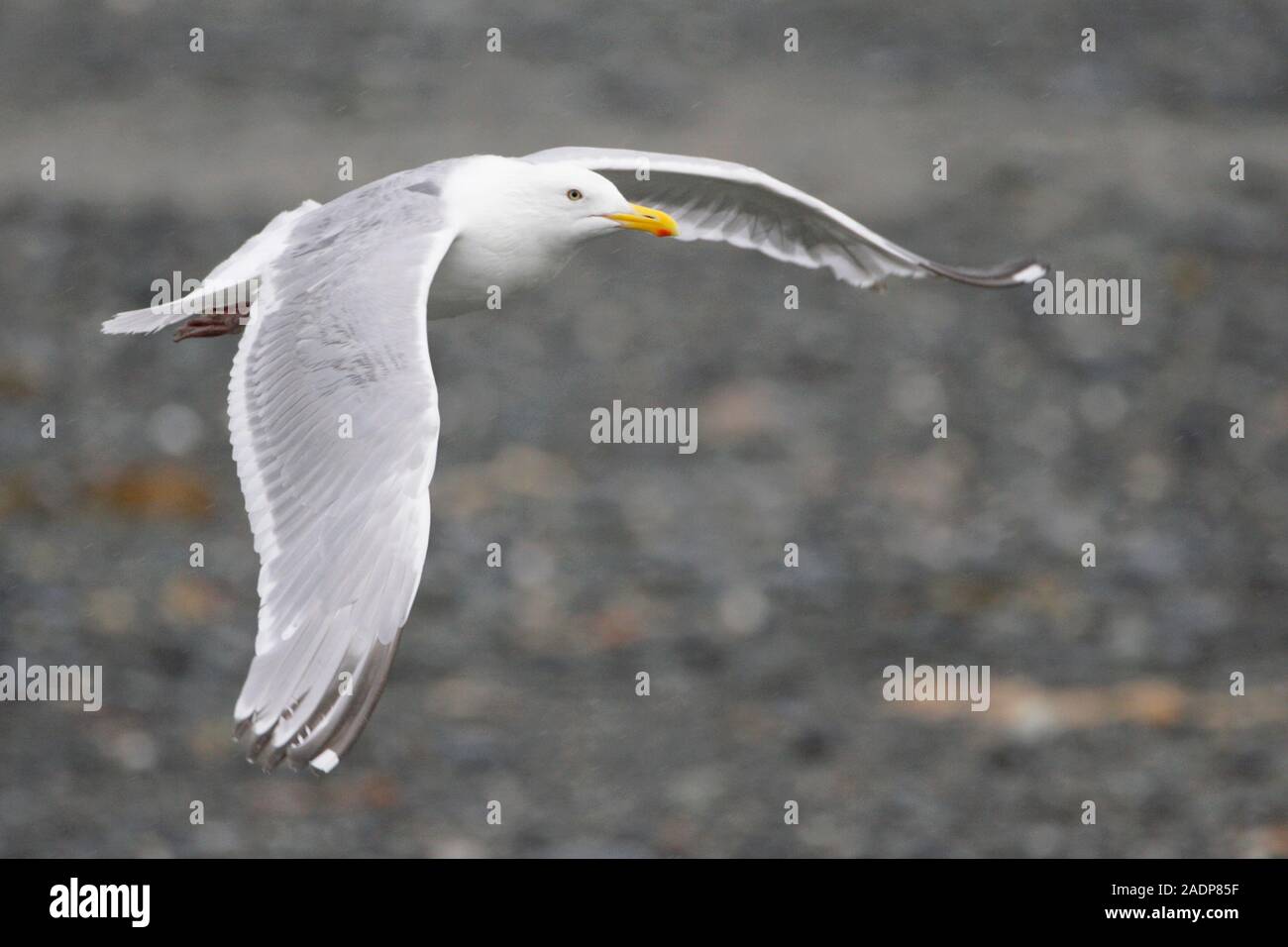 Herring gull (Larus argentatus) flying over water. This gull is found ...