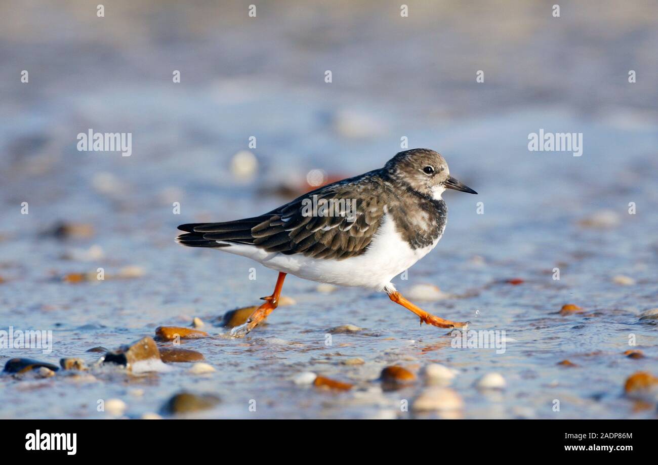 Turnstone (Arenaria interpres) running along a beach. Photographed in ...