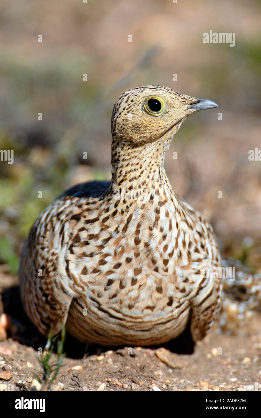 Namaqua sandgrouse female (Pterocles namaqua). This ground-foraging ...