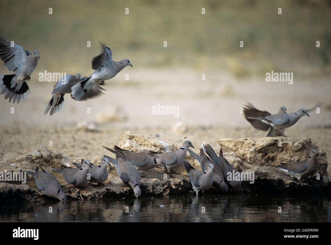 Cape turtle doves (Streptopelia capicola) around a watering hole. These ...
