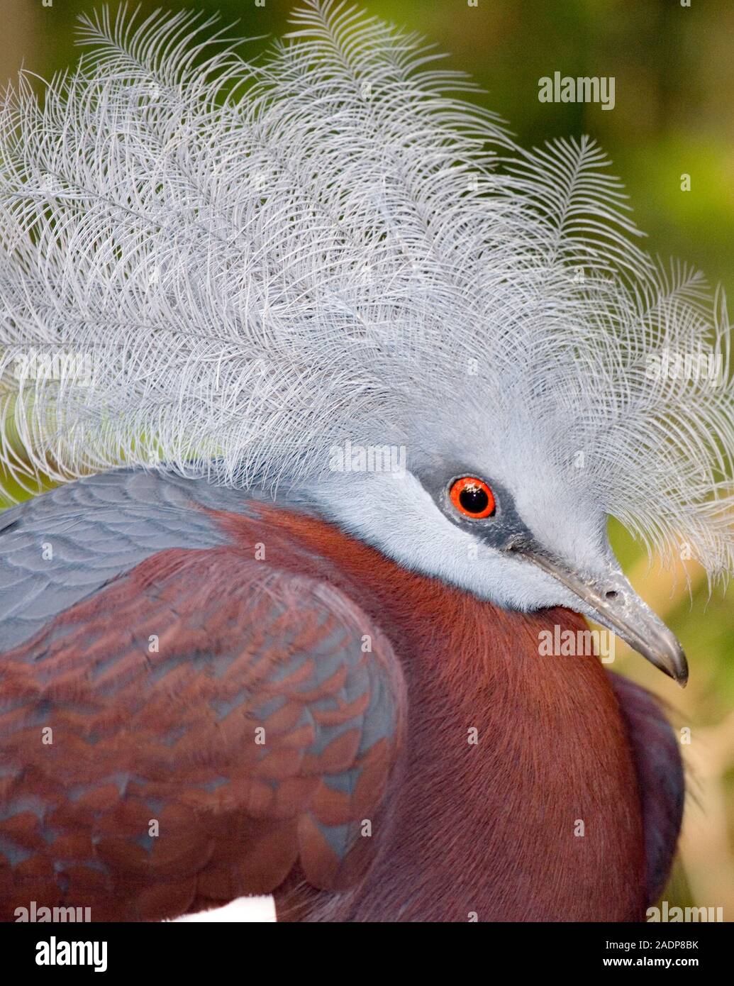 Southern crowned pigeon (Goura scheepmakeri). This large crested pigeon ...