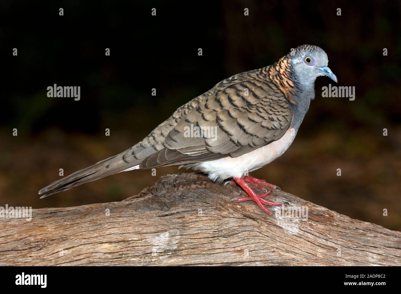 Bar-shouldered dove (Geopelia humeralis). This dove is native to ...