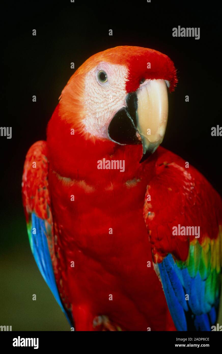 Scarlet macaw. View of the head and chest of a scarlet macaw (Ara macao ...