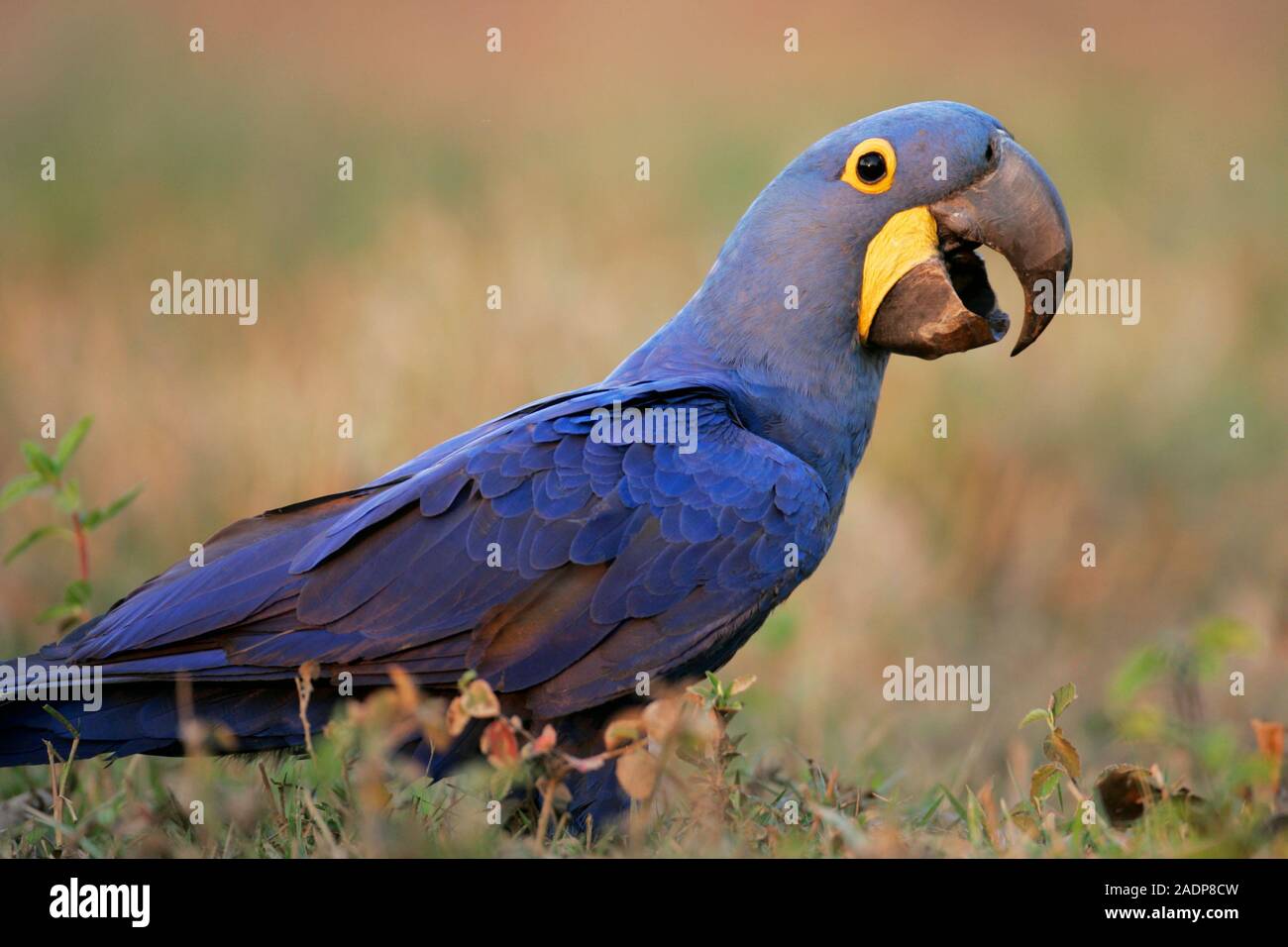 Hyacinth macaw (Anodorhynchus hyacinthinus) on the ground. This is the ...