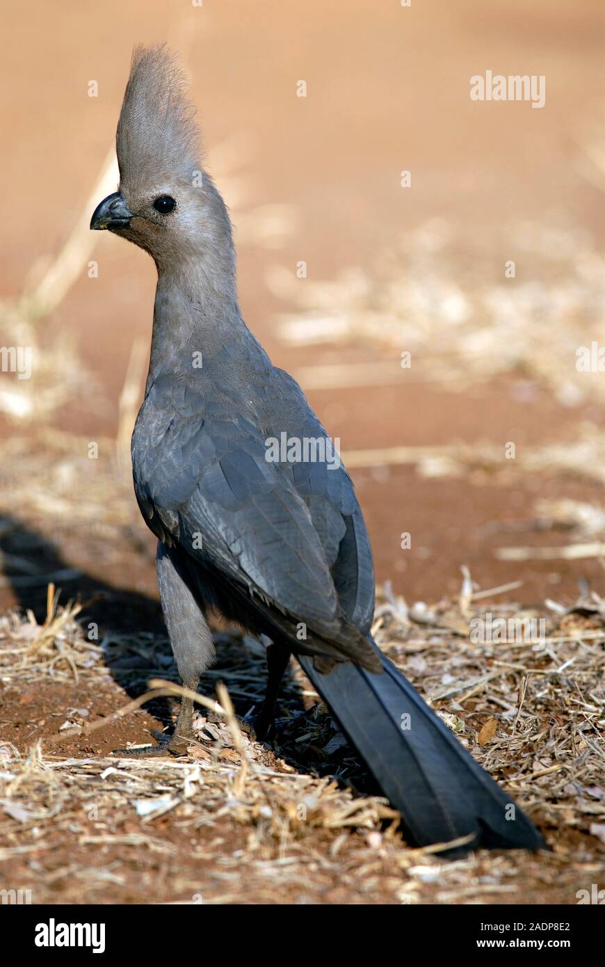 Grey lourie (Corythaixoides concolor) with an erect crest. This bird is ...