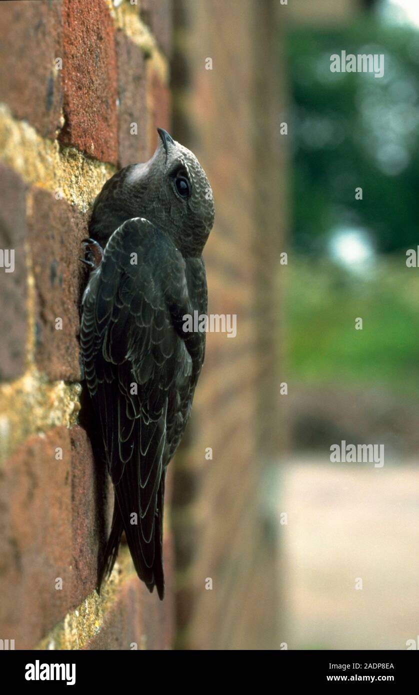 Apus apus. Young Swift hanging by feet on side of a wall Stock Photo ...