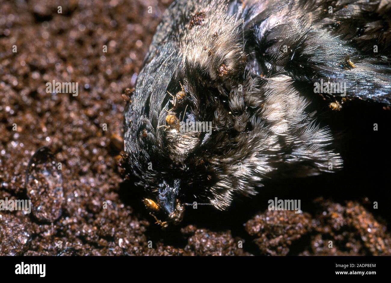 Dead swiftlet, Deer Cave, Borneo. Cockroaches, beetles and other ...
